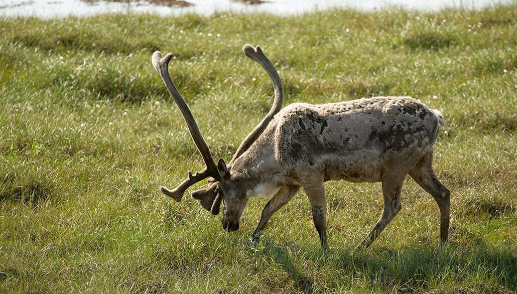 Remote Site Reclamation and Remediation - Alaska Frontier Constructors